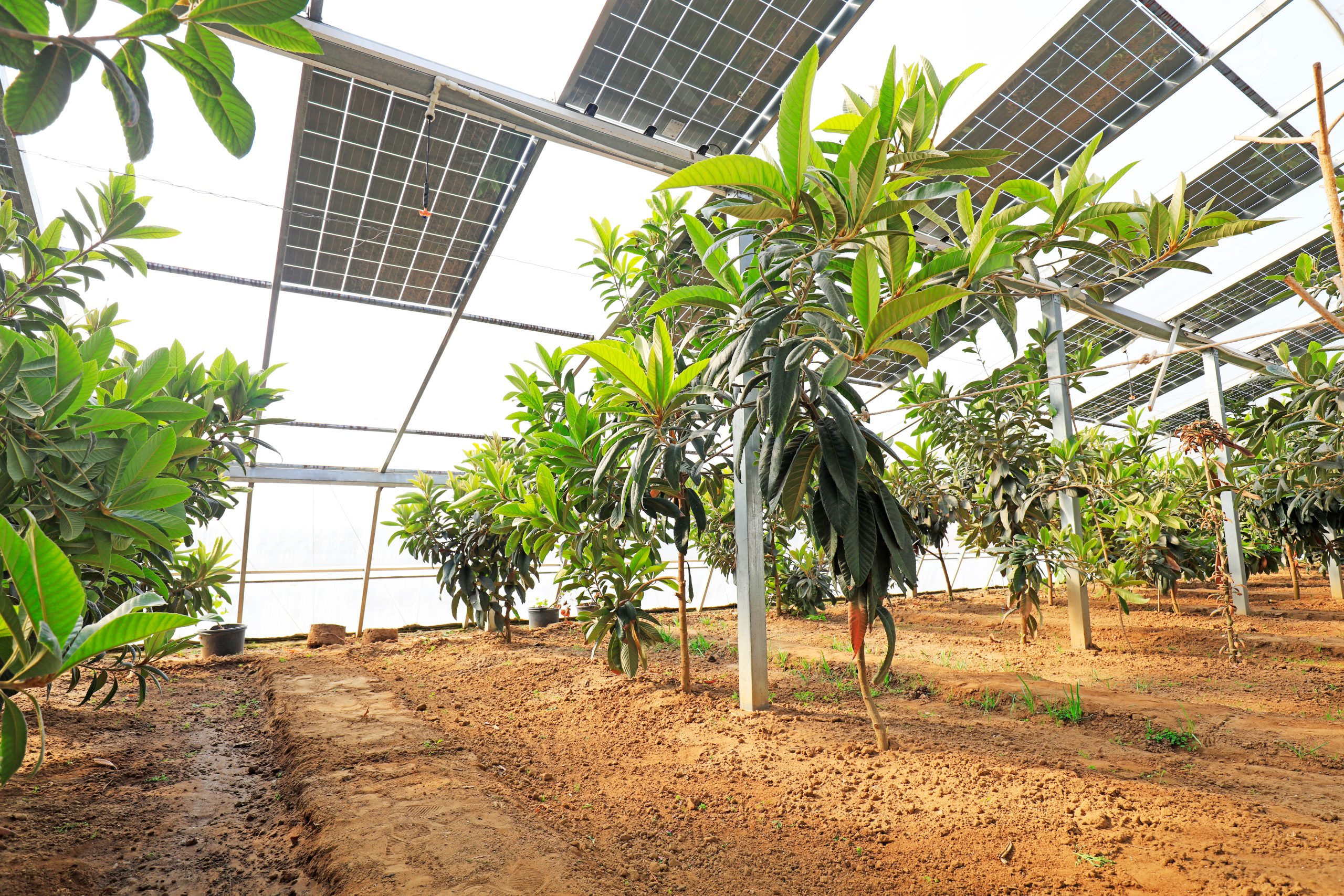 Exploring Agrivoltaics: Benefits and cost economics of APV plants ...