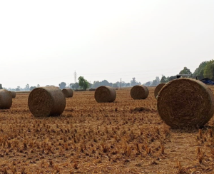 Verbio India: New player in India’s bio-CNG sector - Renewable Watch